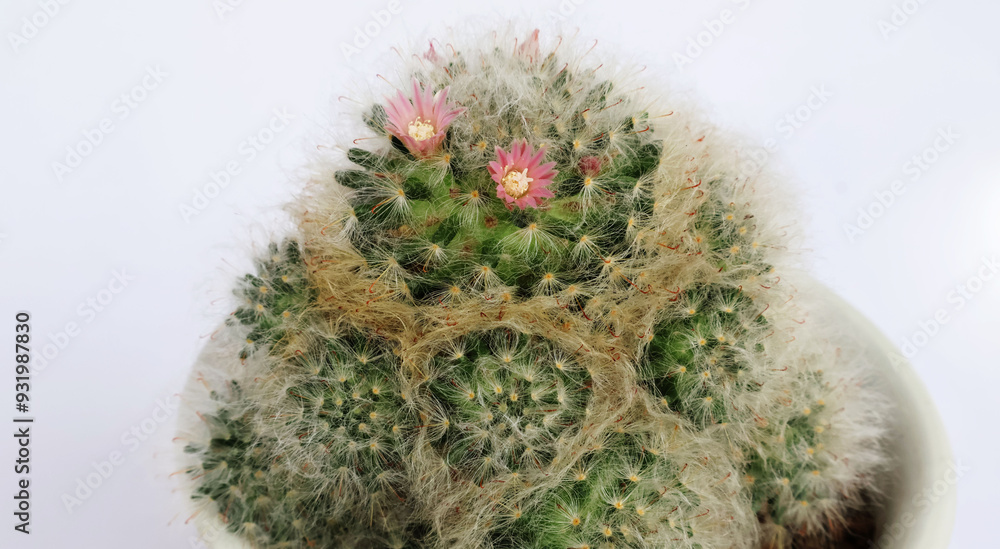 Cactus forms clumps of white hairs, brown thorns, blooms pink. in a ...