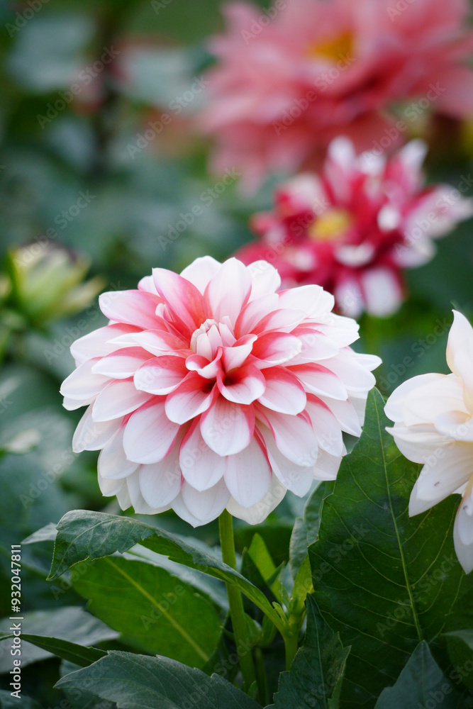 Red and white dahlia flowers. Its petals gradually change from red to ...