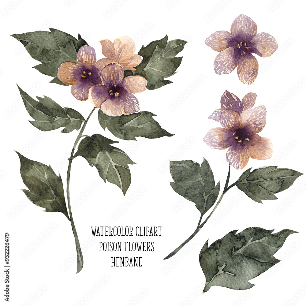 Watercolor clipart with hand draw poison floral, belladonna, mandrake ...