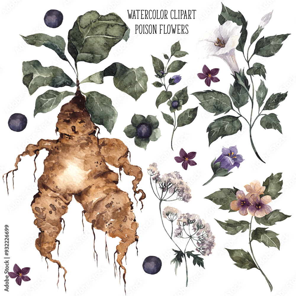 Watercolor clipart with hand draw poison floral, belladonna, mandrake ...