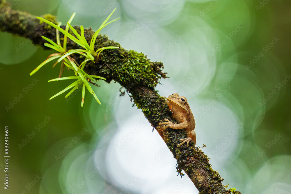The Panama cross-banded tree frog (Smilisca sila) is a species of frog ...