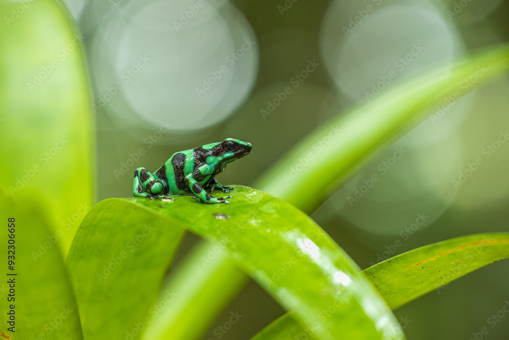 The green-and-black poison dart frog (Dendrobates auratus), also known ...