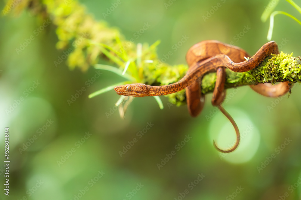 Portrait of Corallus annulatus is a non-venomous boa species found in ...