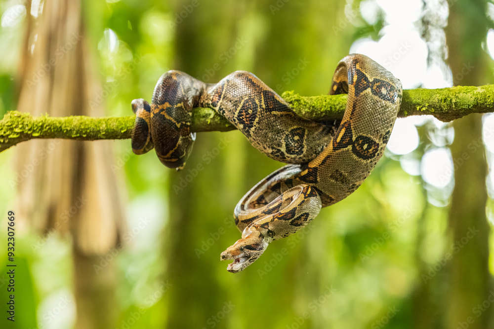 Boa imperator (or Boa constrictor imperator in common usage) is a large ...