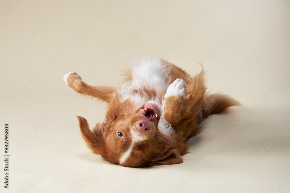 A red and white dog rolls over playfully, its mouth open wide and eyes ...