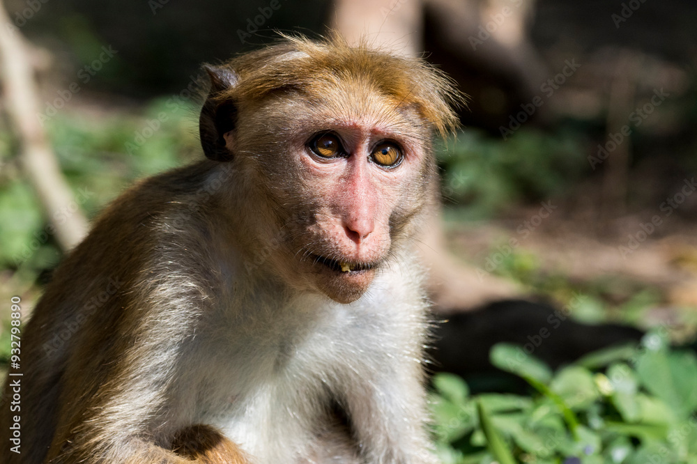 Sri Lanka, Tissamaharama, Yala National Park, Ruhuna National Park ...