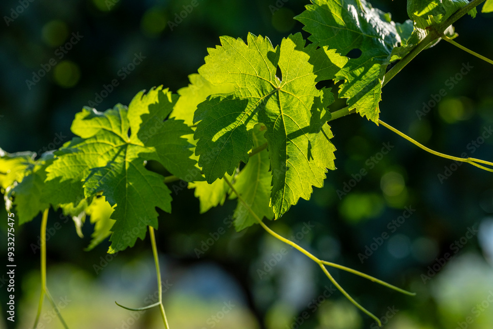 Detailed image of grape vine leaves in close-up, backlit by sunlight ...