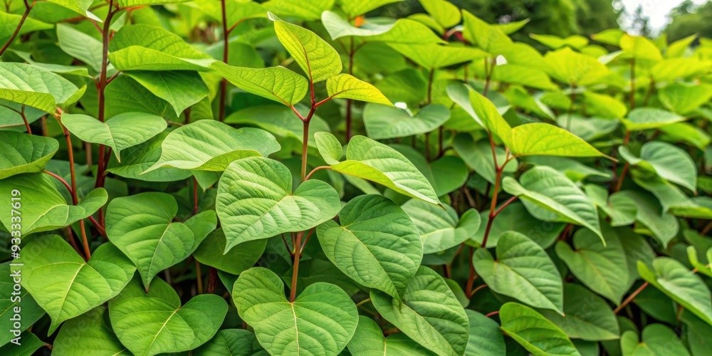 Invasive Japanese Knotweed plant with thick stems and green leaves ...