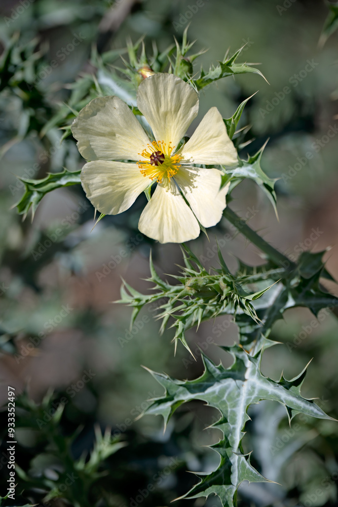 Mexican prickly poppy, flower plant bush, invasive weed, environmental ...