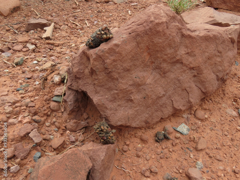 Fresh Bear Poop with Seeds and Berries on and Around Red Rock and Stony ...