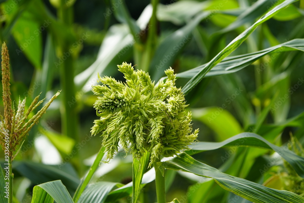 Foto de Panicum miliaceum is a grain crop with many common names ...