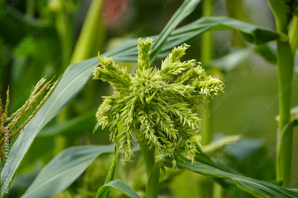 Panicum miliaceum is a grain crop with many common names, including ...