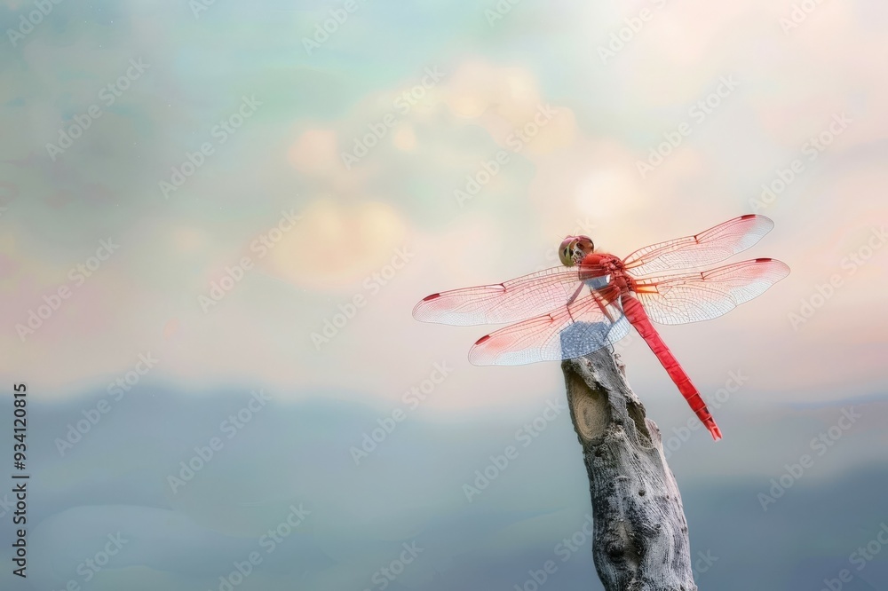 Birth of a dragonfly Dragonfly metamorphosis. empty skin of a dragon ...