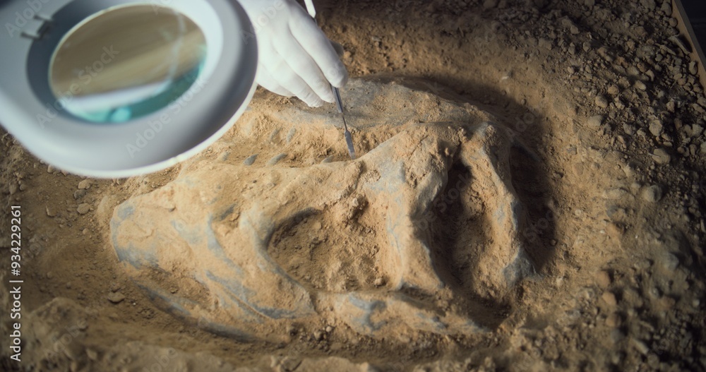 Archaeologist cleans prehistoric human or animal bones after excavation ...