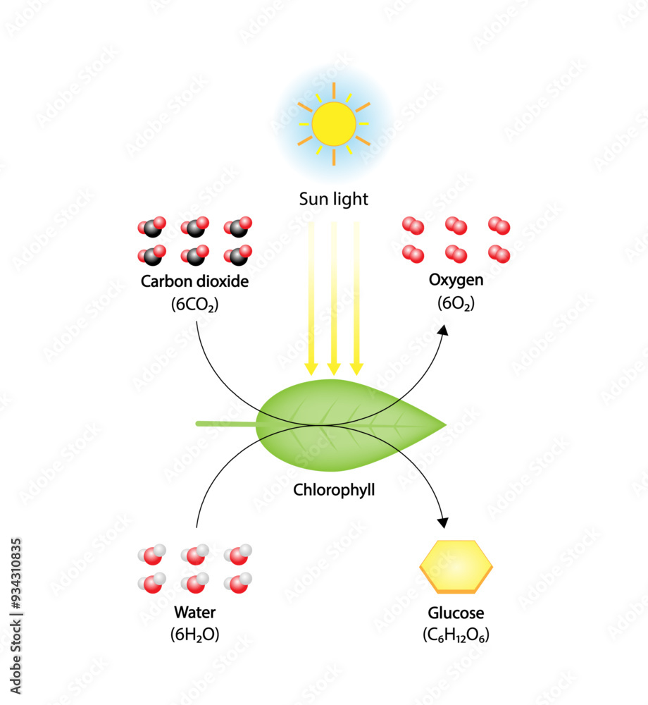 Poster Photosynthesis process, photosynthesis equation formula, Biology ...