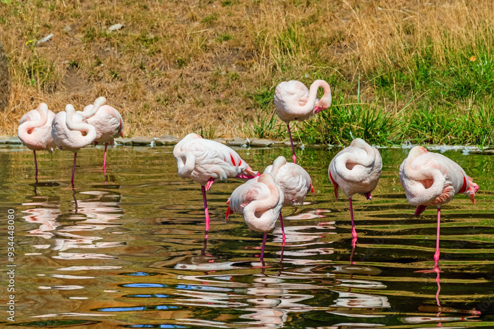 The greater flamingo (Phoenicopterus roseus) is the most widespread and ...