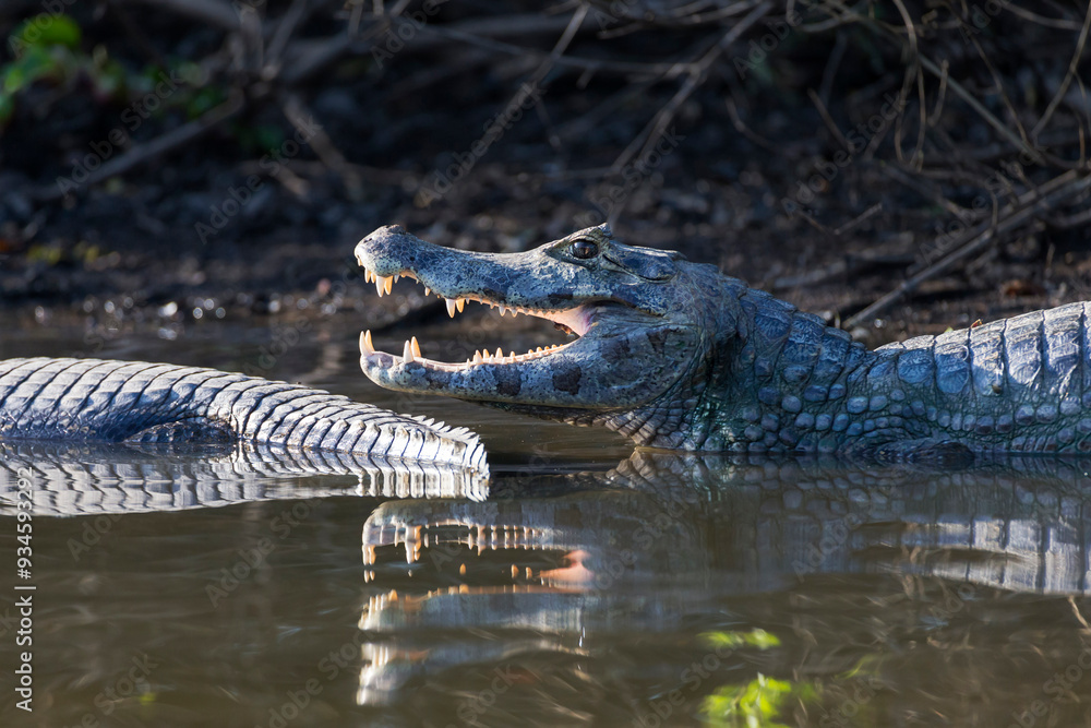 Brazil, Mato Grosso, The Pantanal, Rio Cuiaba, black caiman (Caiman ...