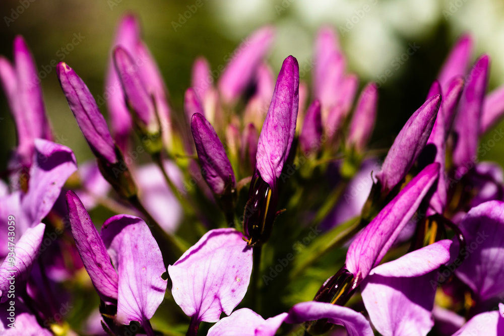 The inflorescence is inserted with a cylindrical pod with a long stem ...