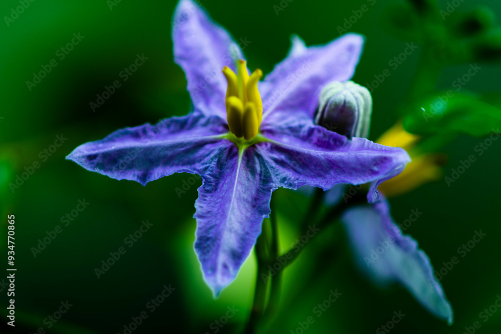 Blossoms in a bouquet of mirrors Around the branches or leaf axils, the ...