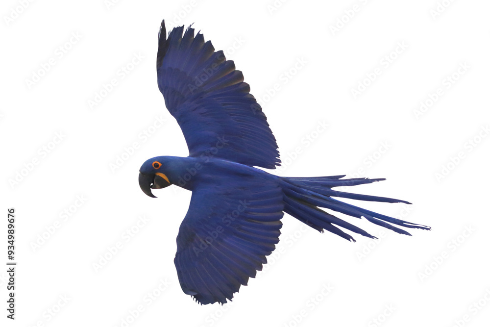 Beautiful flying Hyacinth Macaw parrot isolated on transparent ...