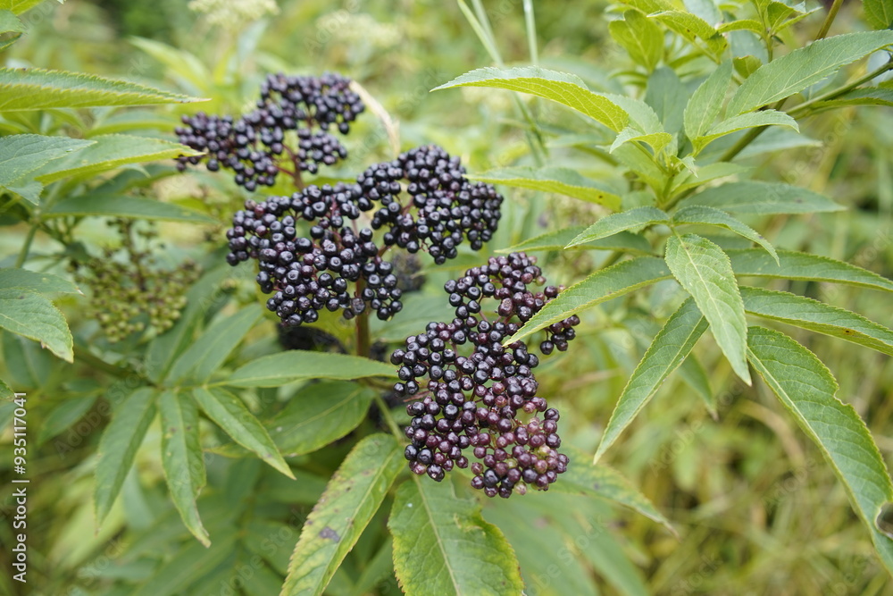 Sambucus ebulus, also known as danewort, dane weed, danesblood, dwarf ...