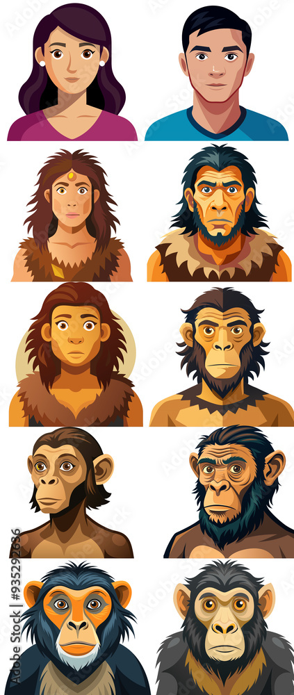 Stages of human evolution set , female and male human development ...