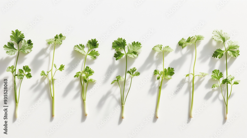 Fresh cilantro stems neatly arranged in a row on a white surface. The ...