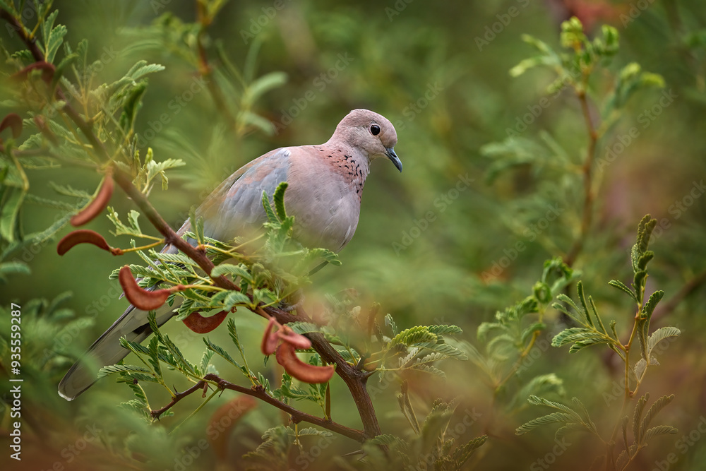 Bird in the nature green habitat near the water. Pink dove in nature ...