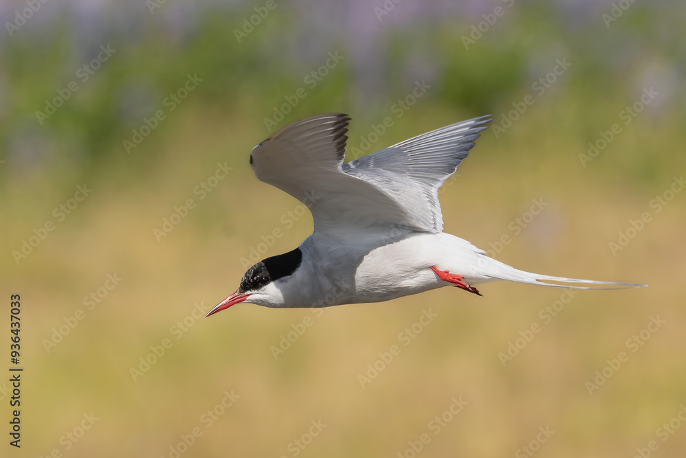 Arctic tern - Sterna paradisaea - with spread wings in flight with ...