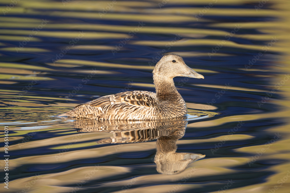 Common eider, St. Cuthbert's duck, Cuddy's duck - Somateria mollissima ...