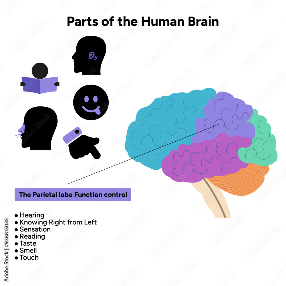 Parts of Human brain anatomy with colored parts diagram medical ...