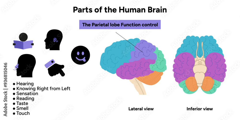 Parts of Human brain anatomy with colored parts diagram medical ...