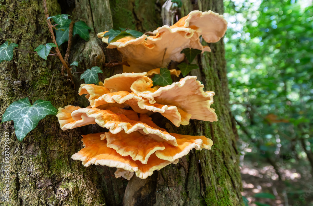 The Laetiporus sulpuhureus known by the locals as "chanterelle" is one ...