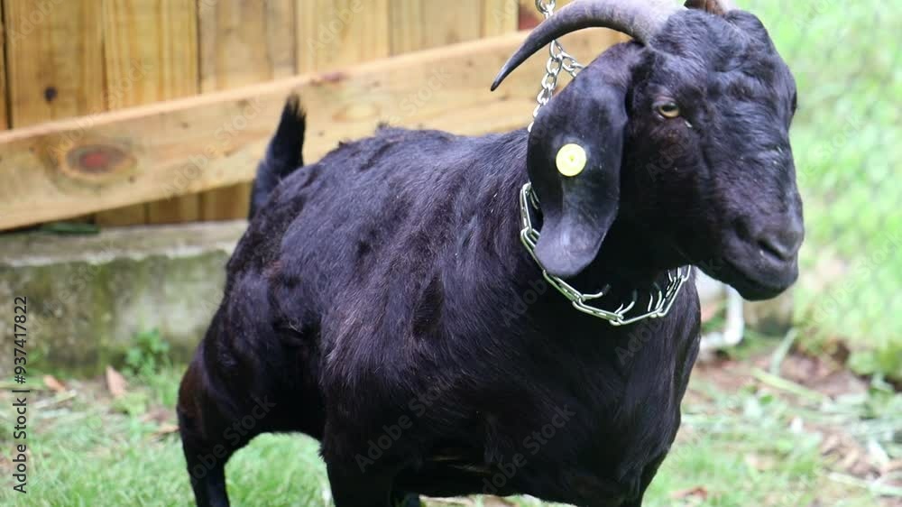 black Boer goat tied with a chain and standing in the farm, with wooden ...