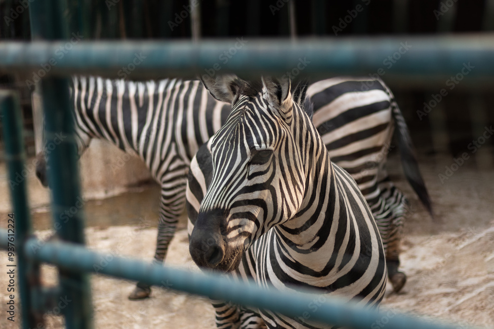 Photograph of striped zebras standing behind bars in a zoo mammal ...