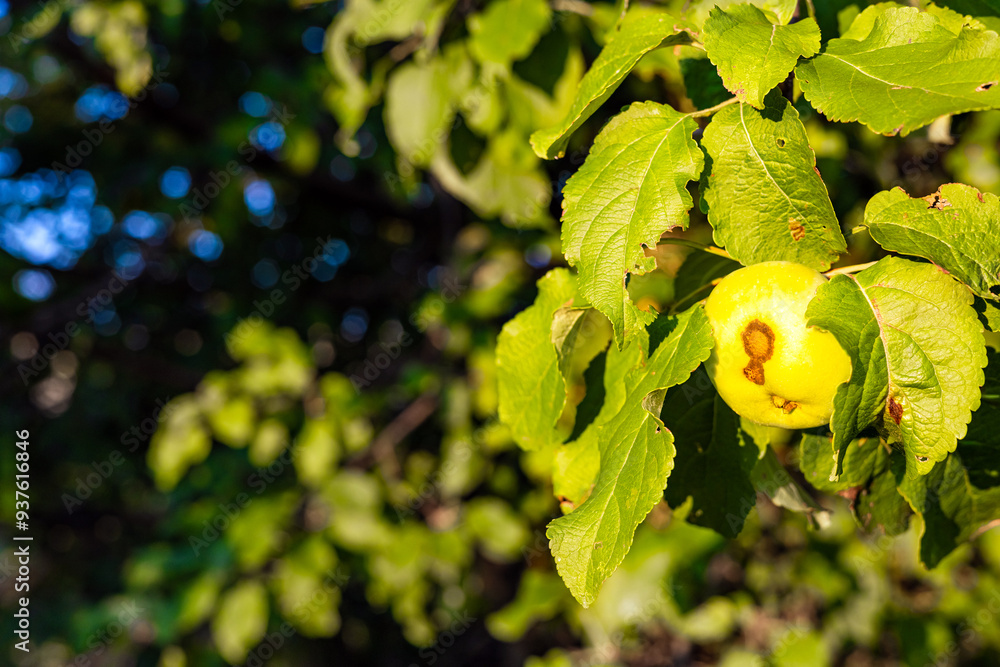 apple on a tree branch damaged by scab. sick apple tree. infected apple ...
