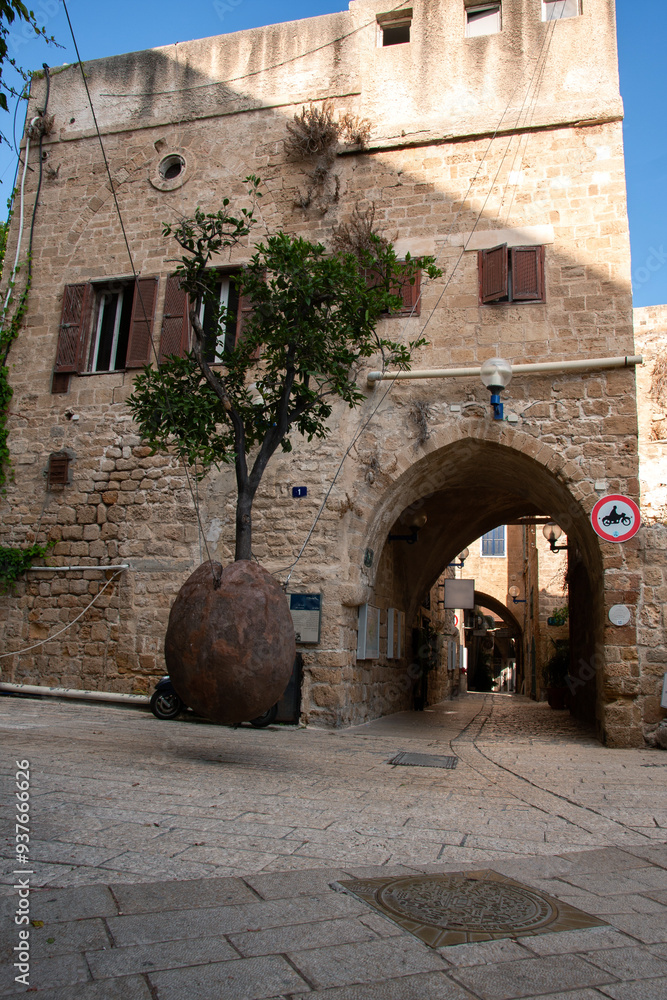 Suspended Orange Tree in the ancient street, Jaffa, Israel. A tree in ...