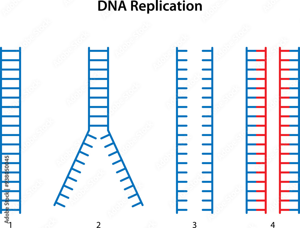 DNA replication: 1. Parental DNA. 2. Breakage of hydrogen bonds between DNA strands. 3. Two ...
