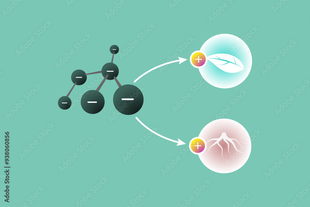 Humic acid applicationA diagram highlighting the movement of negatively ...