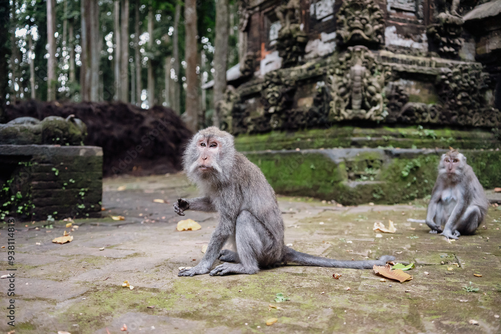 Photograph of a monkey in a sanctuary in Indonesia. Monkey Temple. Bali ...