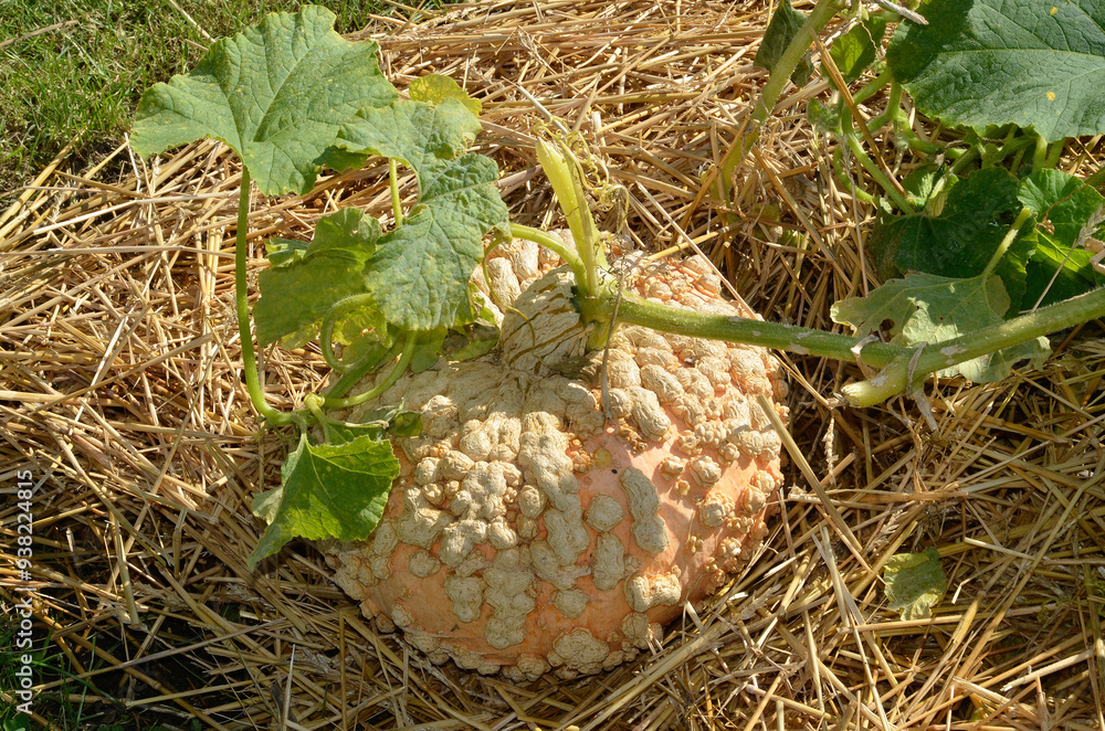 Cucurbita maxima, Courge Giraudon galeux d'Eysynes, paillage Stock ...