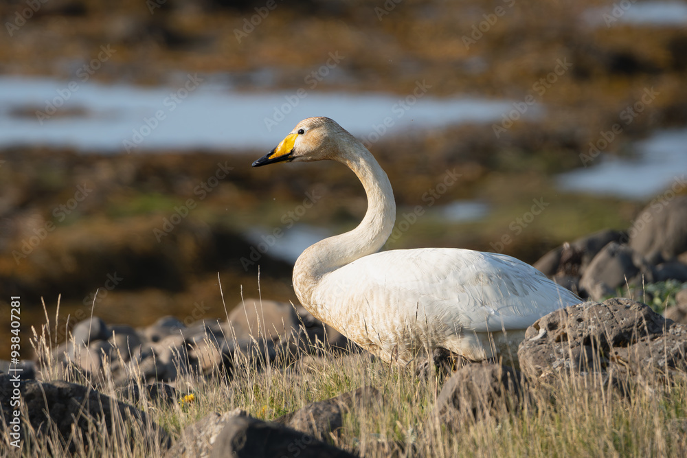 Whooper swan also known as the common swan - Cygnus cygnus - male ...