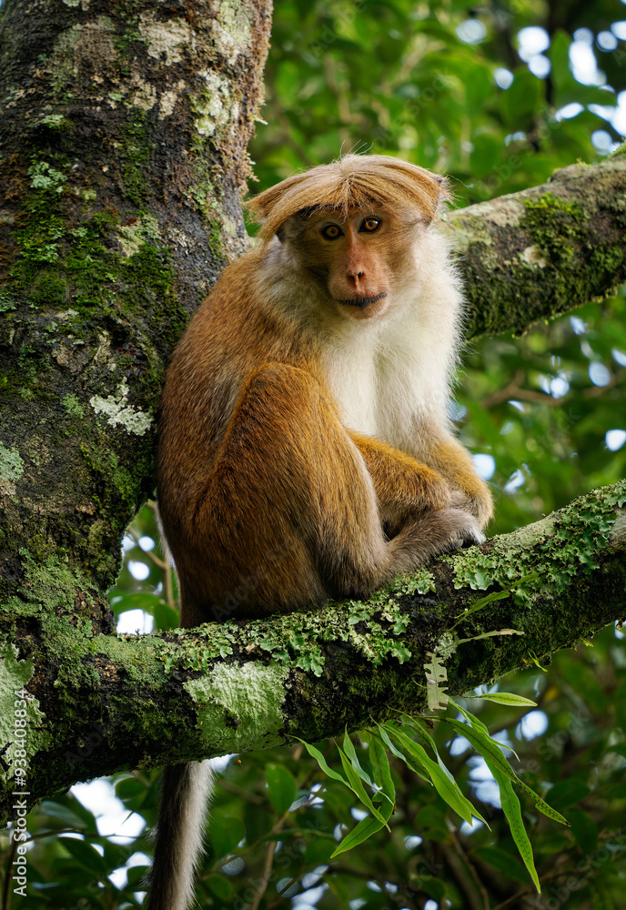 Toque Macaque Macaca sinica reddish-brown Old World monkey endemic to ...