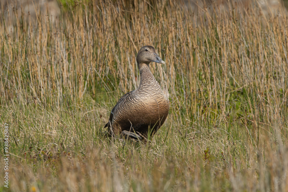 Common eider, St. Cuthbert's duck, Cuddy's duck - Somateria mollissima ...