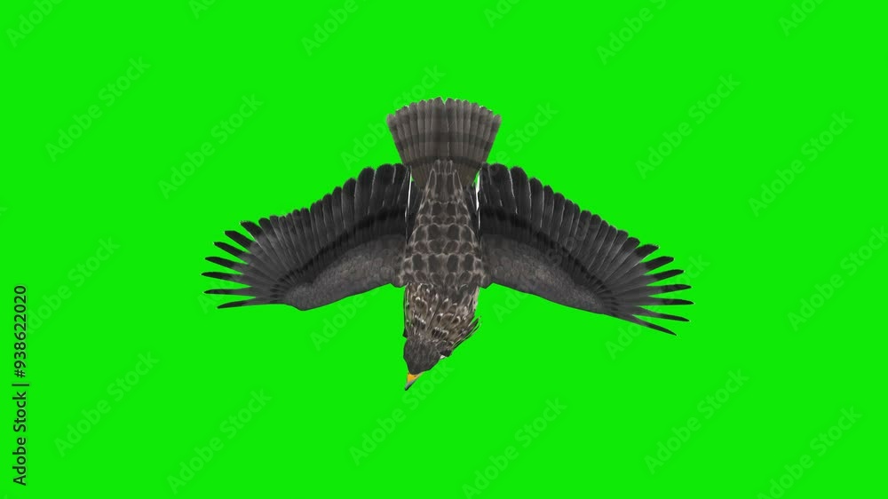 African Crowned Eagle Crested Raptor Bird - Flying Loop - Aerial Front ...