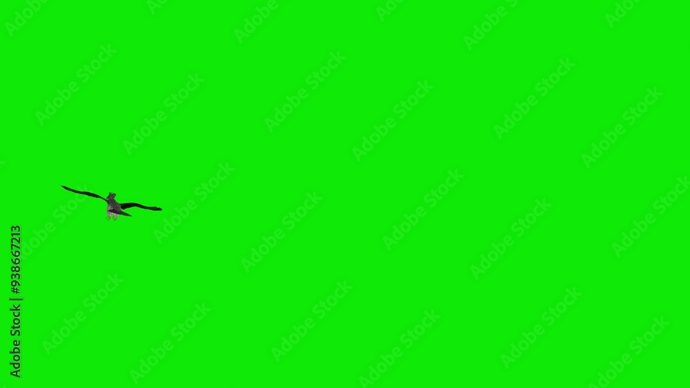 African Crowned Eagle Crested Raptor Bird - Flying Around Screen Loop ...