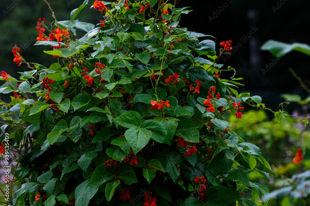 The Turkish bean ( Latin Phaseolus coccineus ) is a plant species of ...