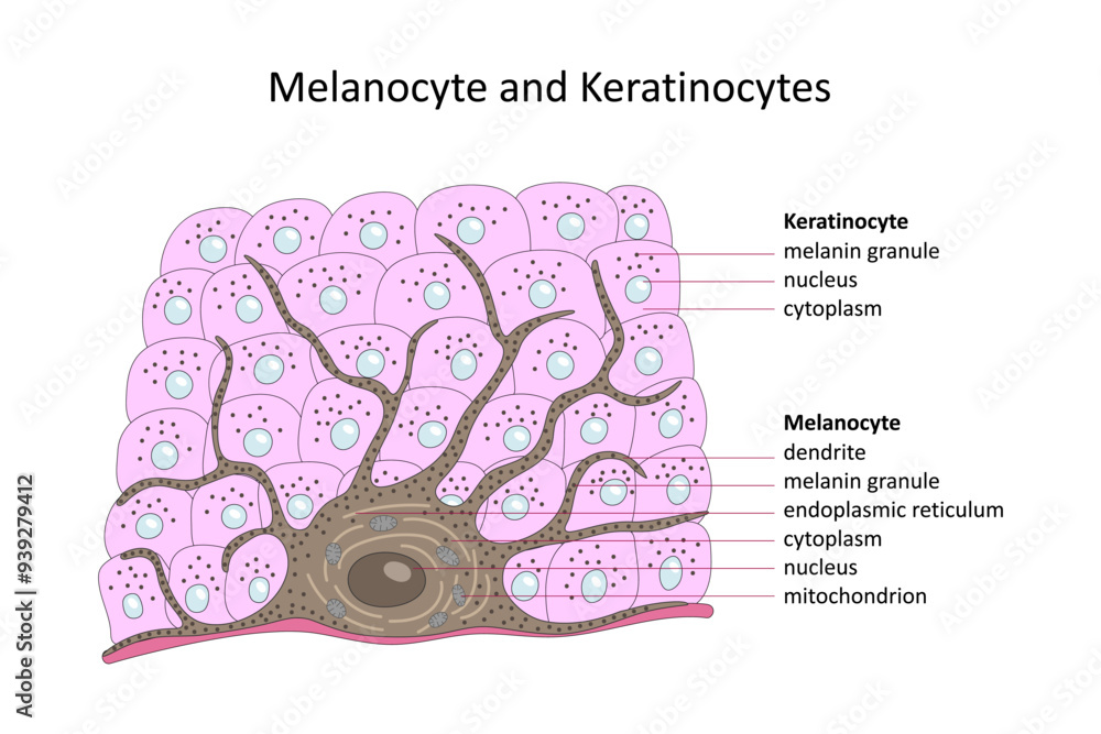 Melanocyte and Keratinocytes (skin cells). Labelled diagram. Stock ...
