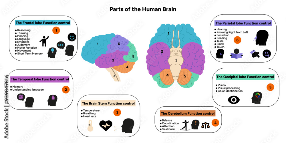 Human brain anatomy with colored parts diagram medical. Parietal ...