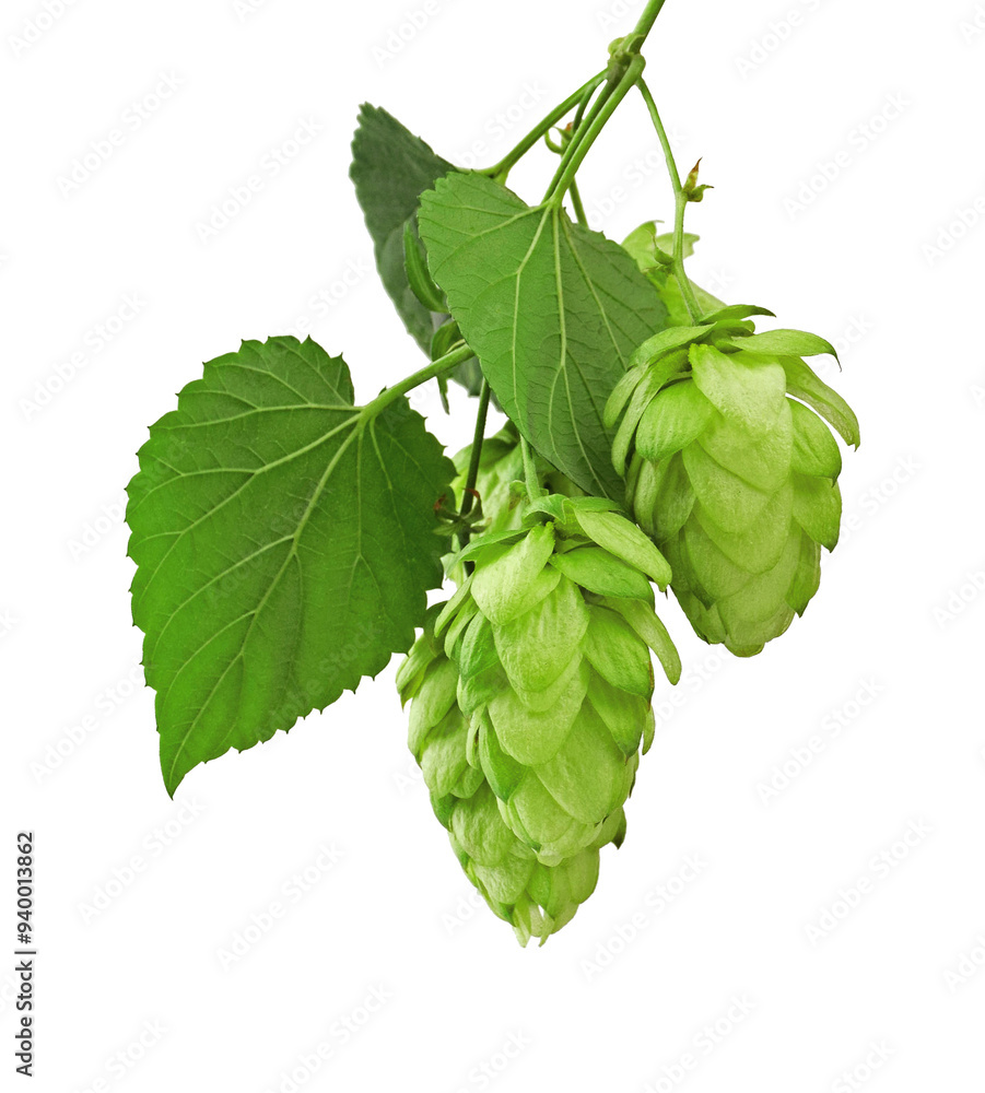 branches of hops with leaves. hops plant on transparent, png. green ...